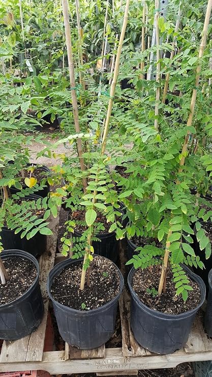 Amazon.com : 9EzTropical - Star Fruit Tree - Grafted Tree - 3 to 4 Feet ...