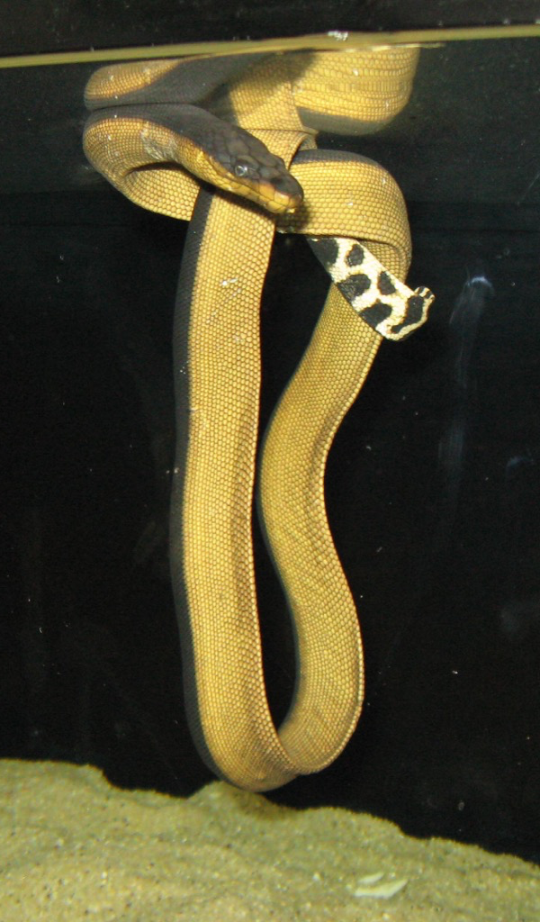 sea snake Wallpaper -- HD Wallpapers of sea snakes!:Amazon.ca:Appstore ...