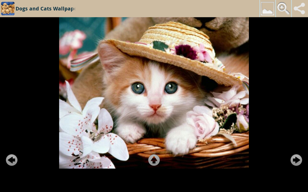 Dogs and Cats Wallpapers - App on Amazon Appstore