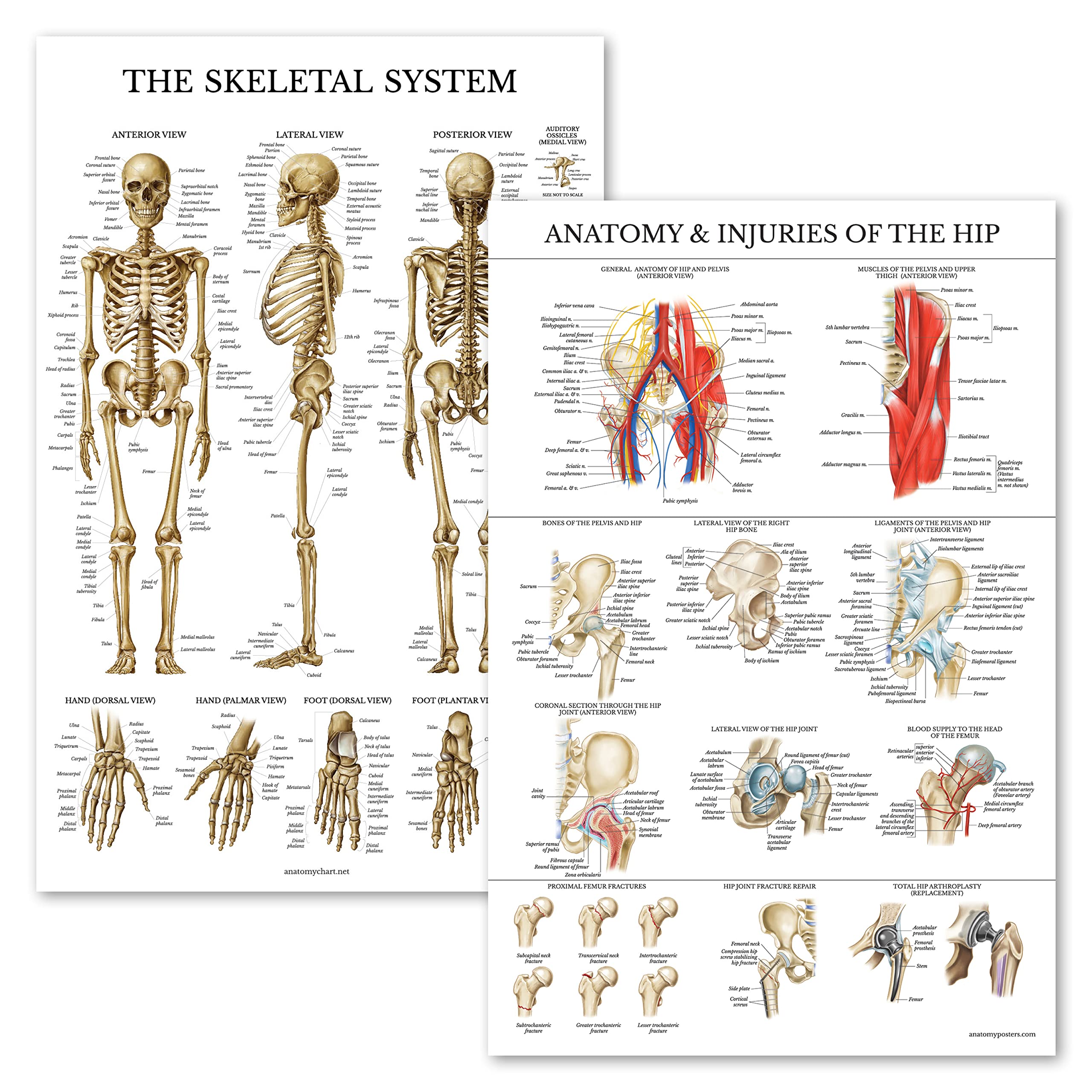 Palace Learning 2 Pack Skeletal System Anatomical Poster Anatomy ...