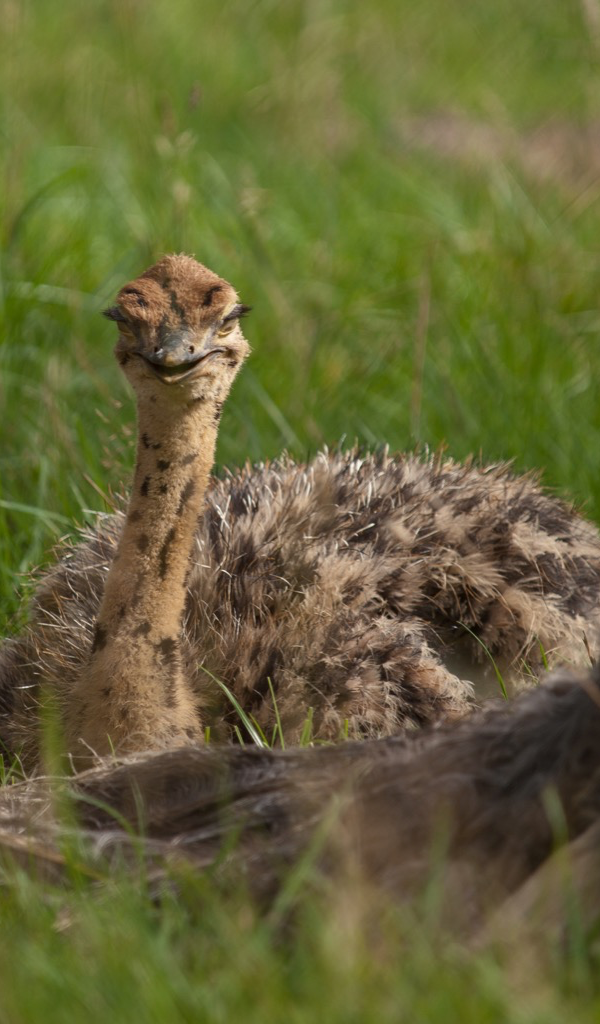 Baby Ostrich Wallpaper Picture 9 Ostrich Ideas | Pet Birds, Beautiful