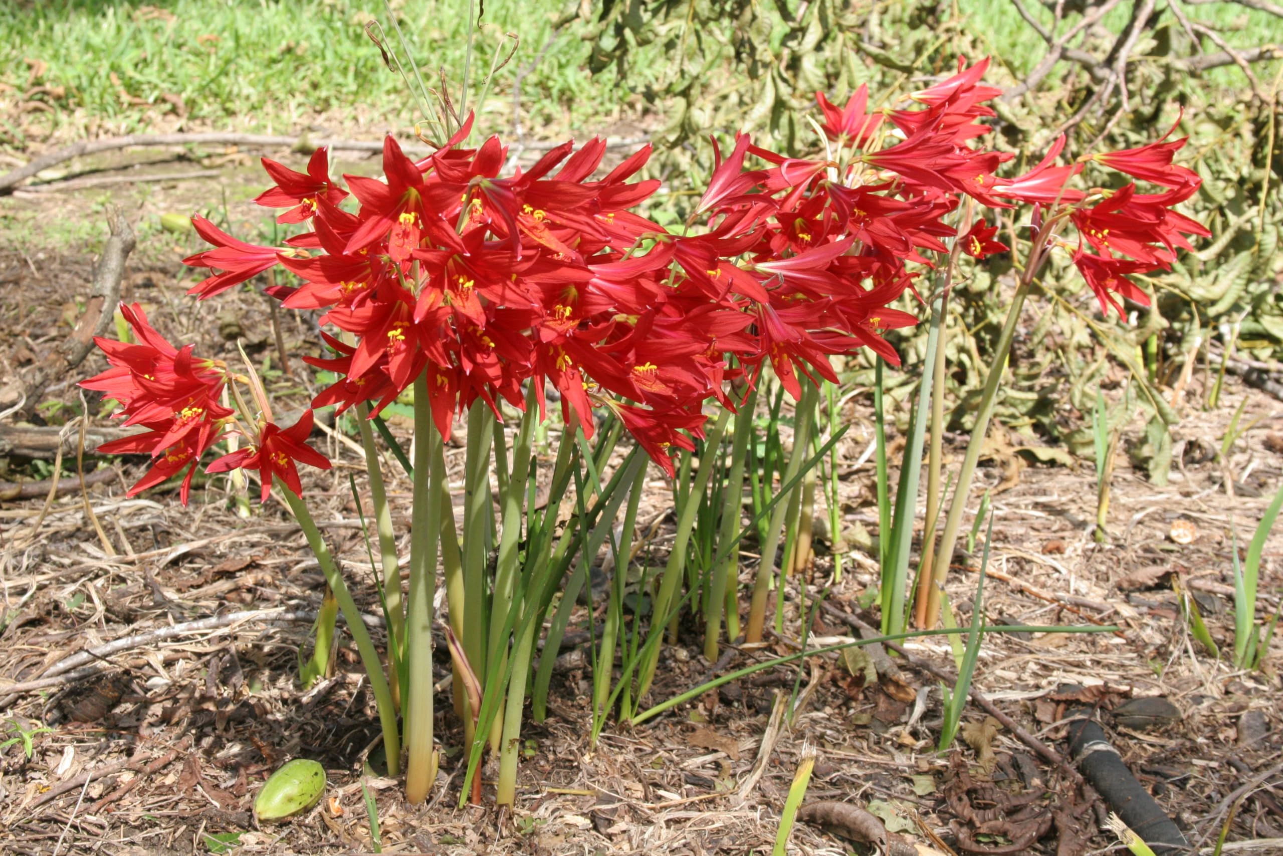 Oxblood Lily On Display – Through Brazilian Eyes