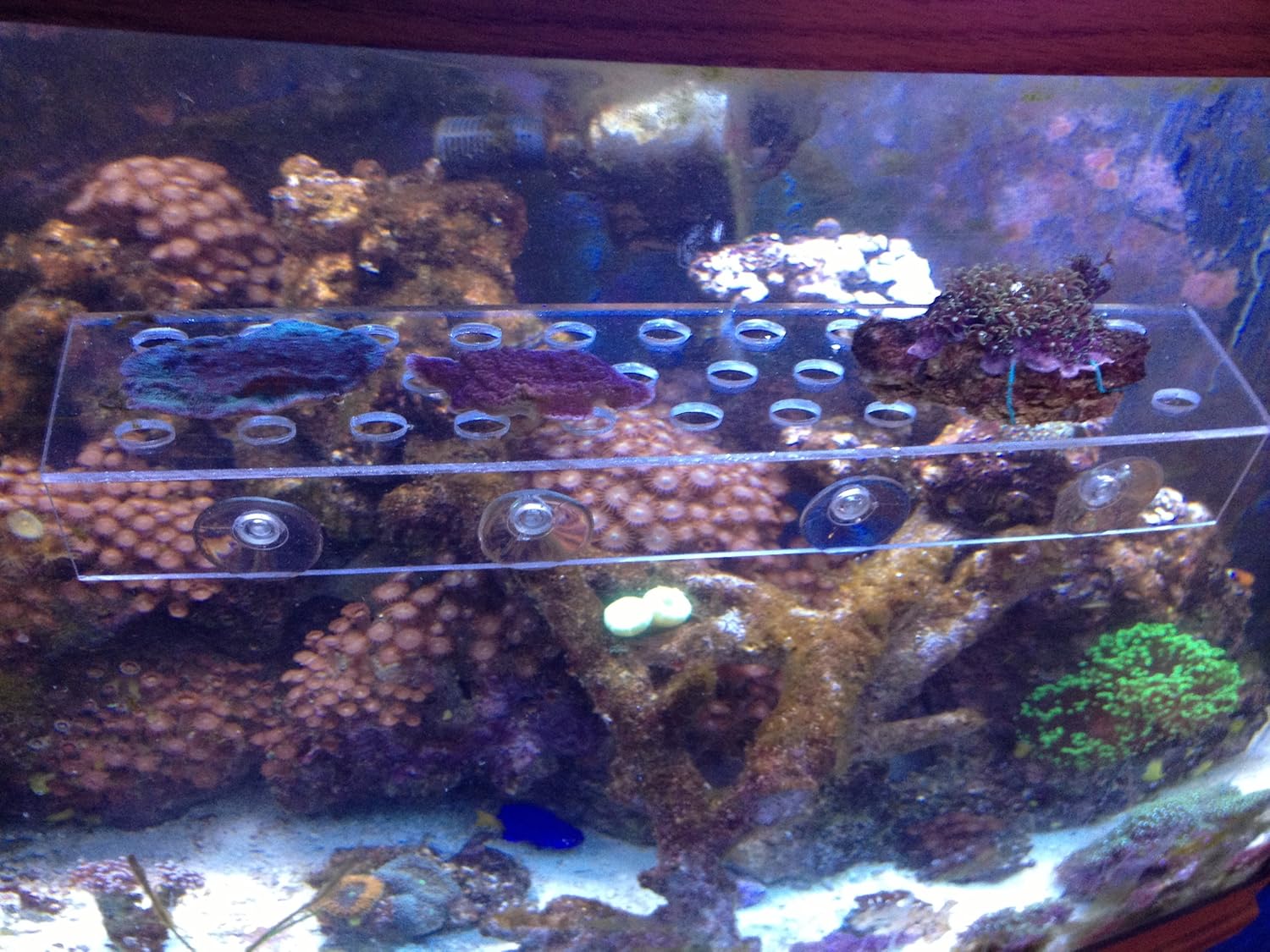 Amazon.com : ReefCreators X-Large Clear Frag Rack for Corals and Frag ...