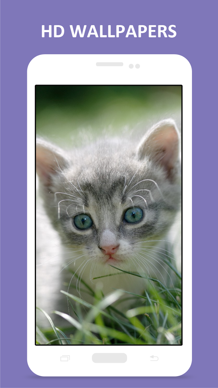 Kittens & Cat Wallpapers - App on Amazon Appstore