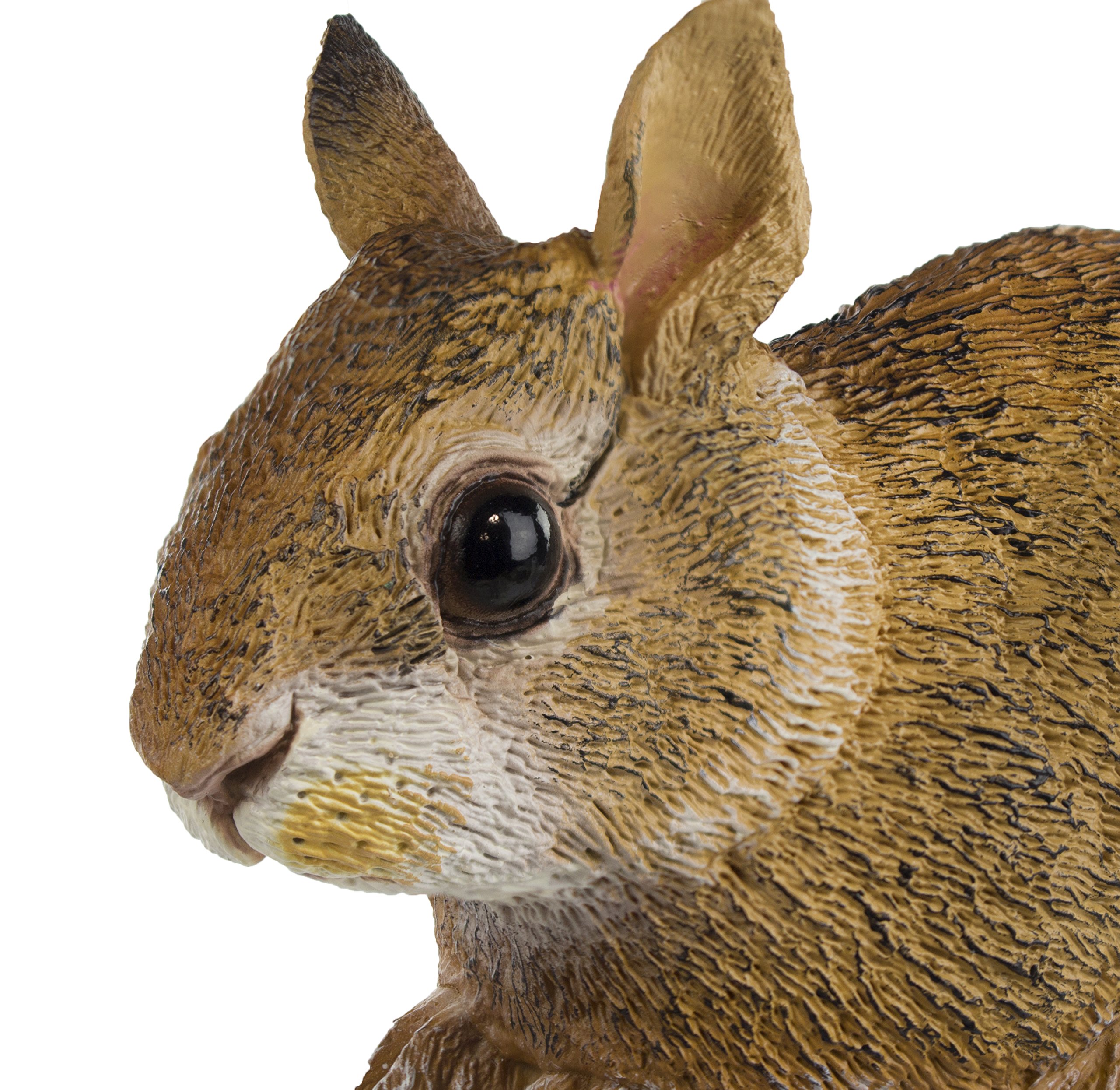 Baby White Cottontail Rabbit