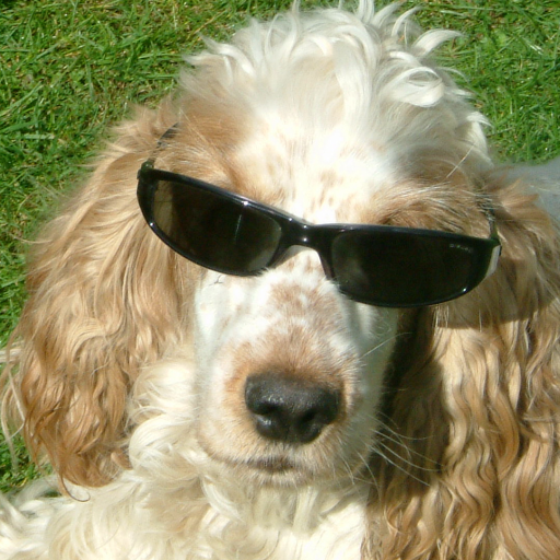 Yeah Dog! - App on Amazon Appstore