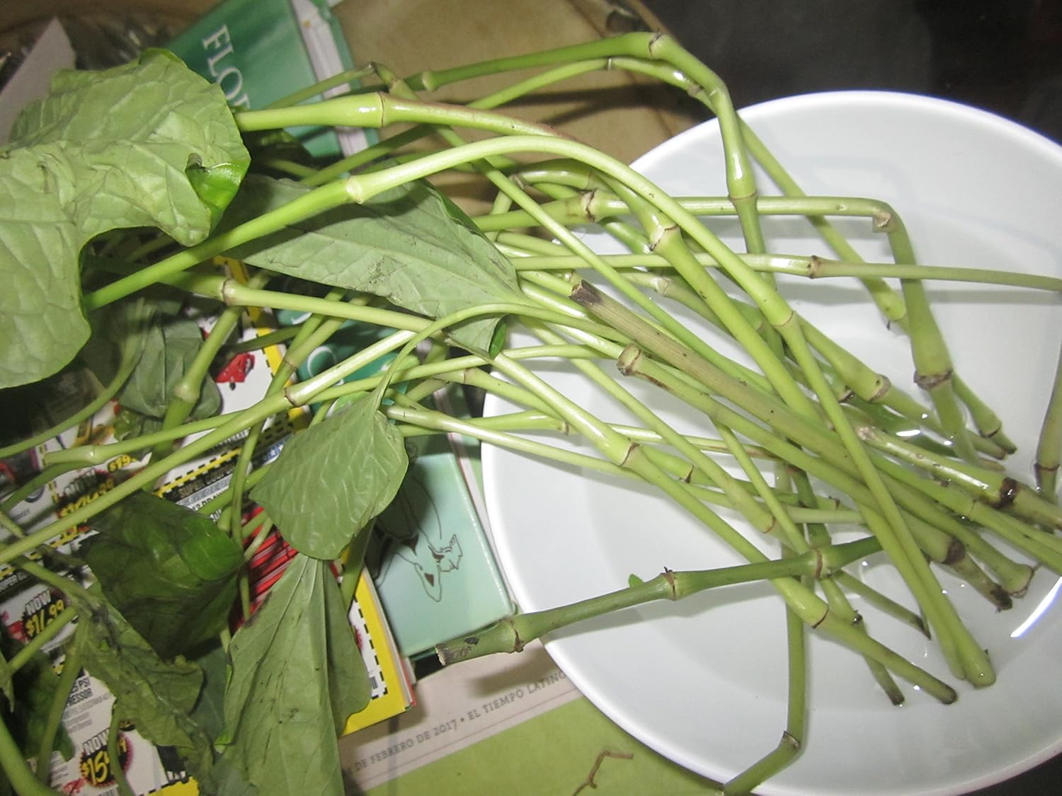 Amazon.com : Chapoo in Thailand (Bitter herb/ La Lot in Vetnamese/ Wild ...