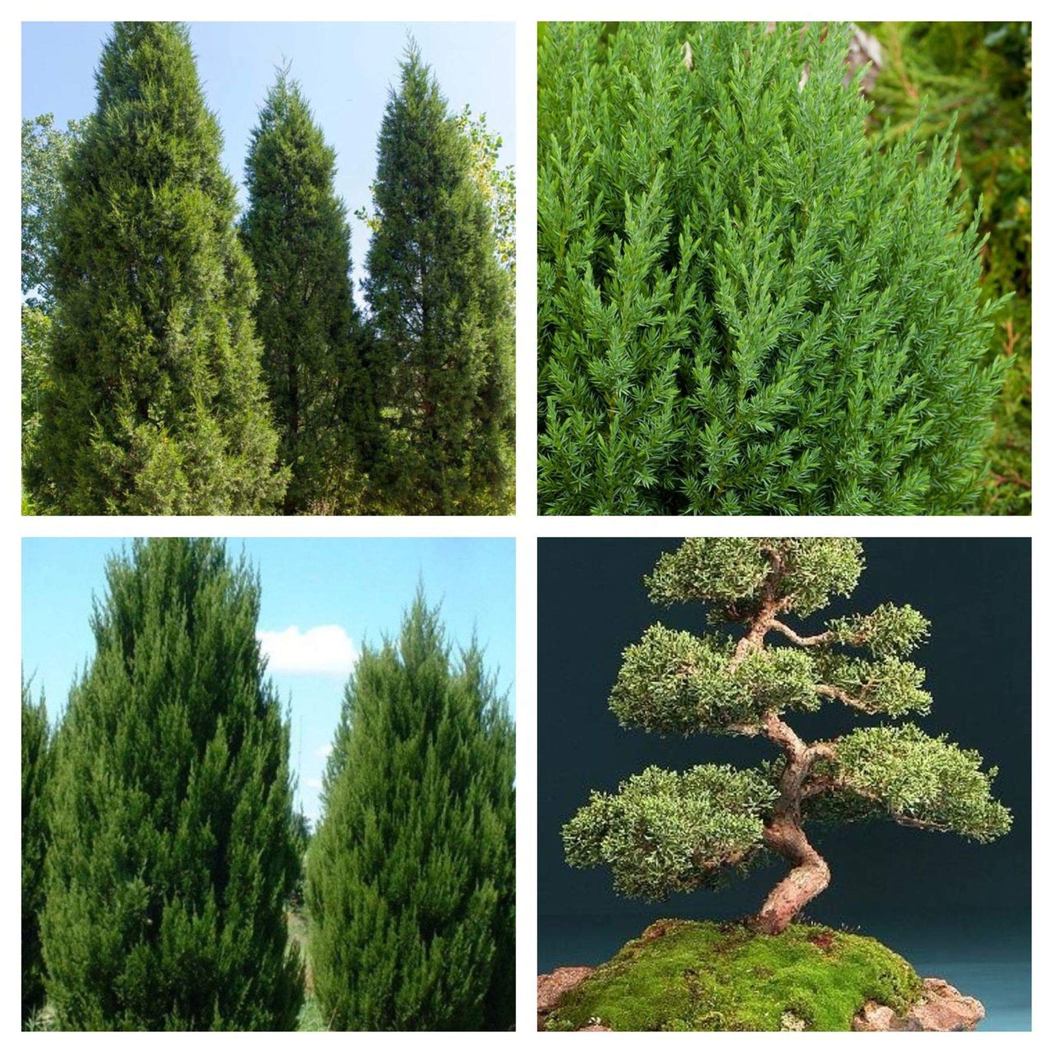 Juniper Tree Types Identifying Junipers In The Nature Hills Garden
