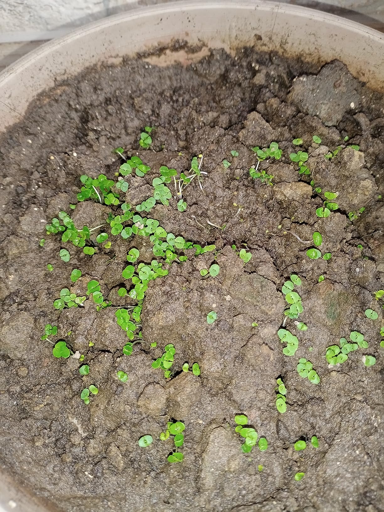 SRI SAI FORESTRY Natural Tulsi Holy Plant Seed Indian Tulsi Plants ...