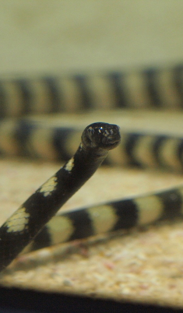 sea snake Wallpaper -- HD Wallpapers of sea snakes! - App on Amazon ...