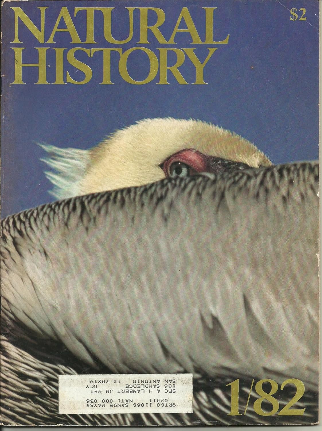 NATURAL HISTORY MAGAZINE JANUARY 1982 NATURE BIRDS ANTHROPOLOGY ...