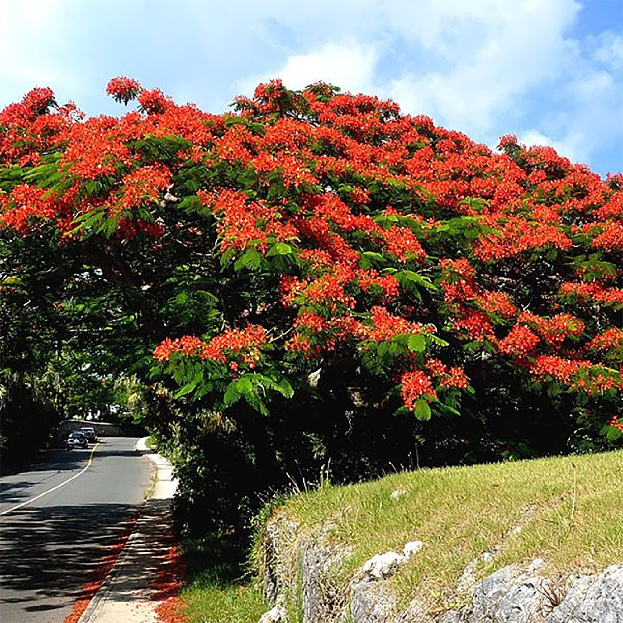 Amazon.com : QAUZUY GARDEN 50 Seeds Delonix Regia, Flamboyant, Flame ...
