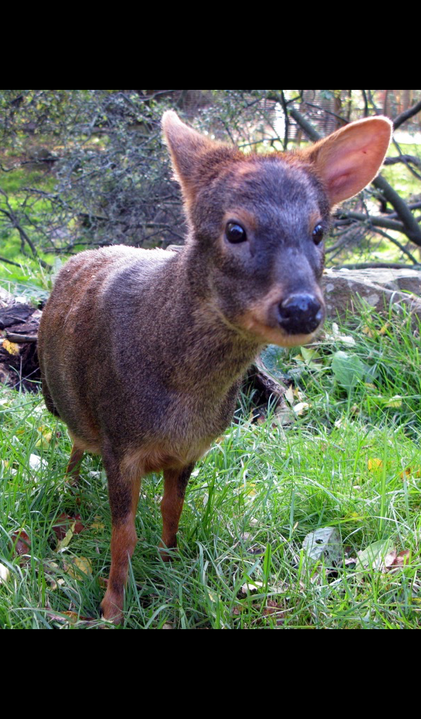 Pudu Deer Wallpaper -- HD Wallpapers of Pudu Deer! - App on Amazon Appstore