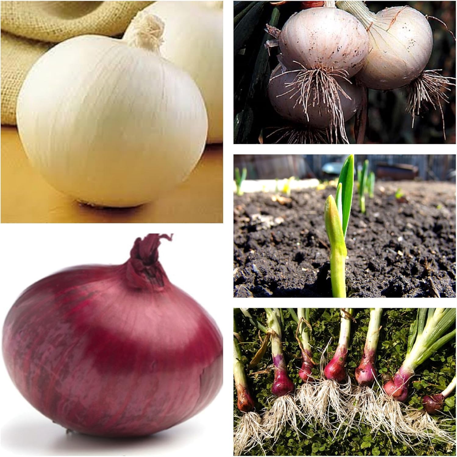 Amazon.com : Bermuda Mix (White/Red) Onion Plants (30 plants) aka ...