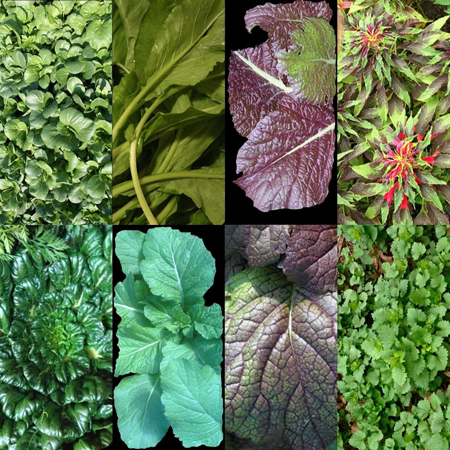 Amazon.com : 200 ASIAN GREENS MIX SEEDS Fall Planting Microgreens ...