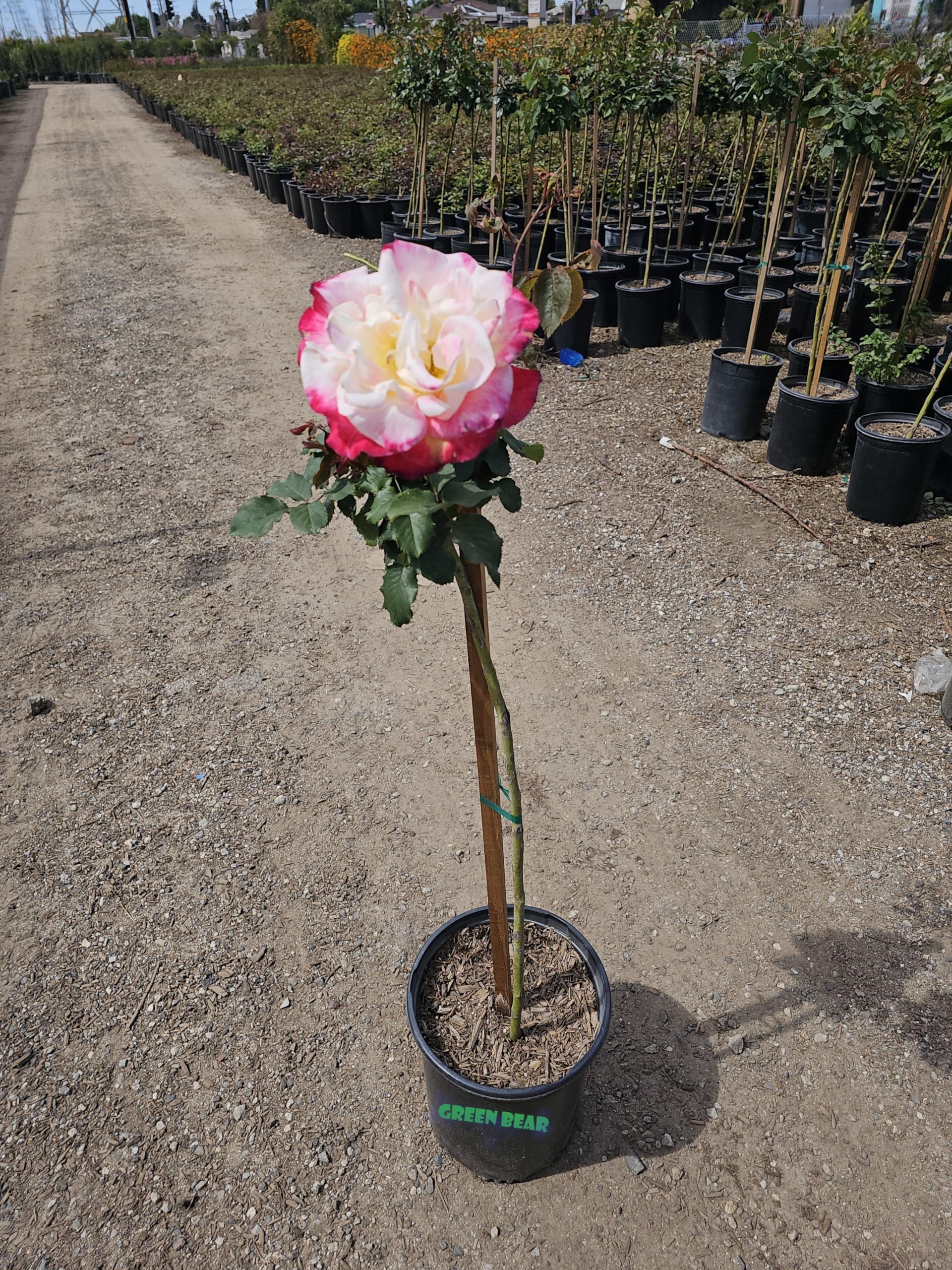 Amazon.com : Rose Tree 4-5 Feet | Live Flowering Tree for Outdoor ...