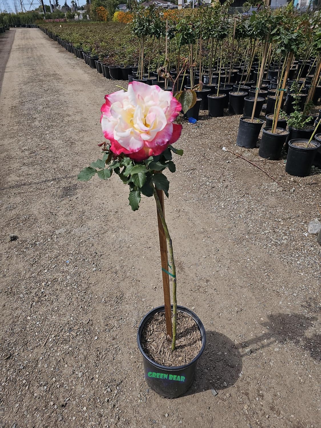 Amazon.com : Rose Tree 4-5 Feet | Live Flowering Tree for Outdoor ...