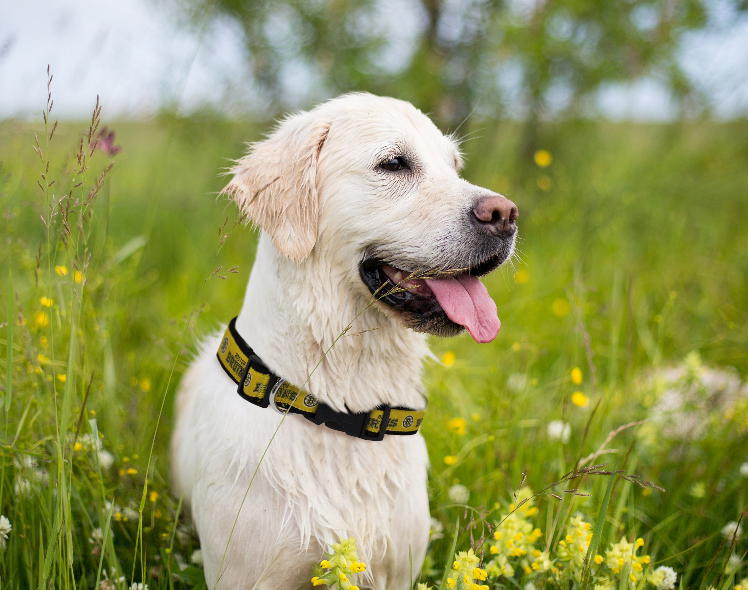Snapklik.com : NHL Boston Bruins Collar For Dogs & Cats