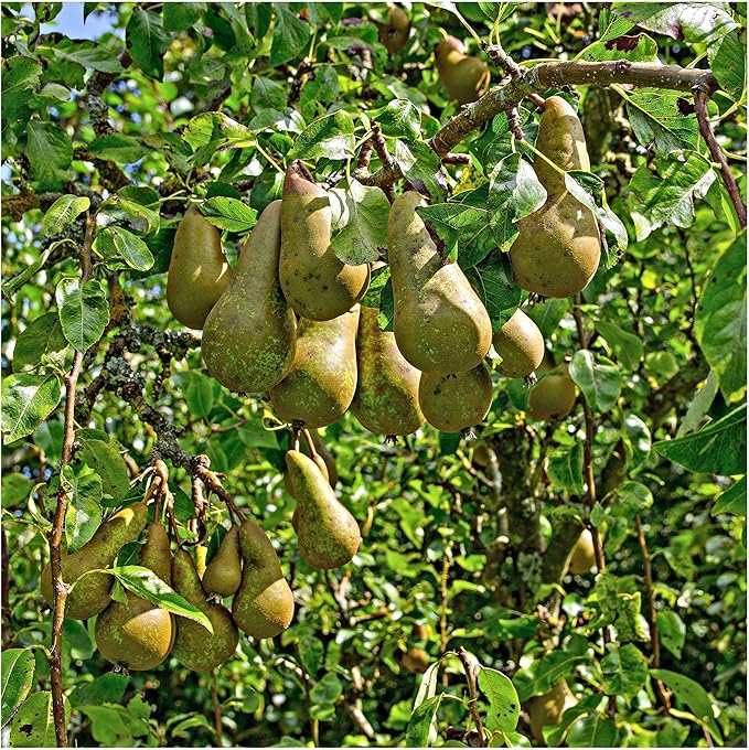 Conference Pear Tree 3-4ft 4L Pot, Self-Fertile & Heavy Cropper, Ready ...