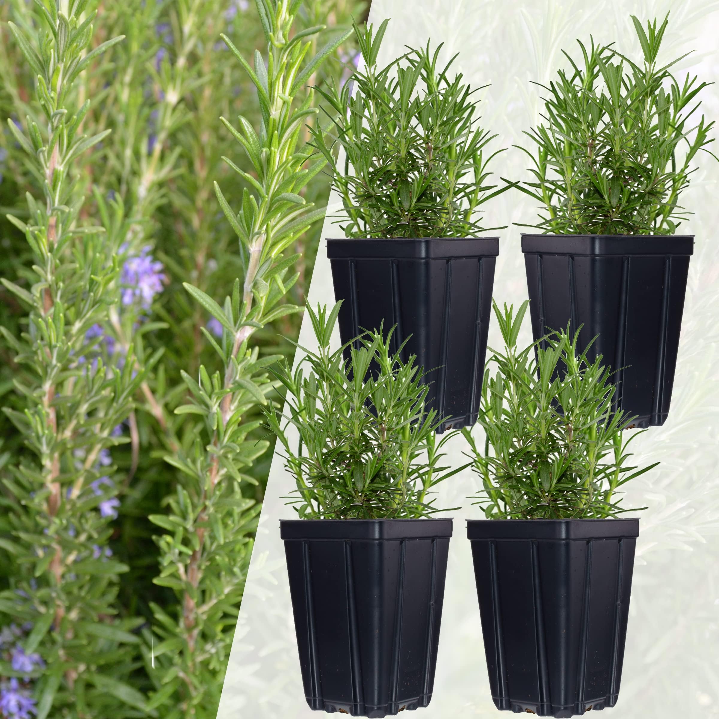 Amazon.com : Rosemary Herb Plant Set Contains 3 Live Plants Grown in ...
