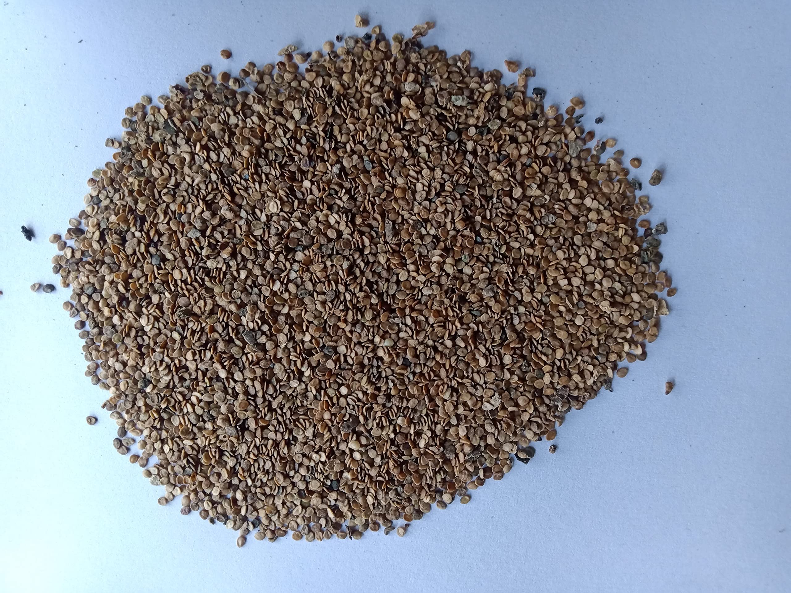 ORIGINAL Grafted seed JANGLI BRINJAL SEED. (1000SEED) : Amazon.in ...