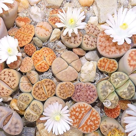 Amazon.com : Living Stones Seeds Lithops, Pebble Plants Perennial Low ...