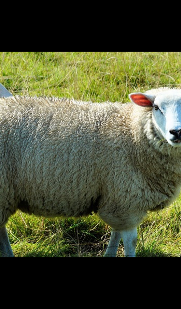 funny sheep Wallpaper -- HD Wallpapers of funny sheep! - App on the ...