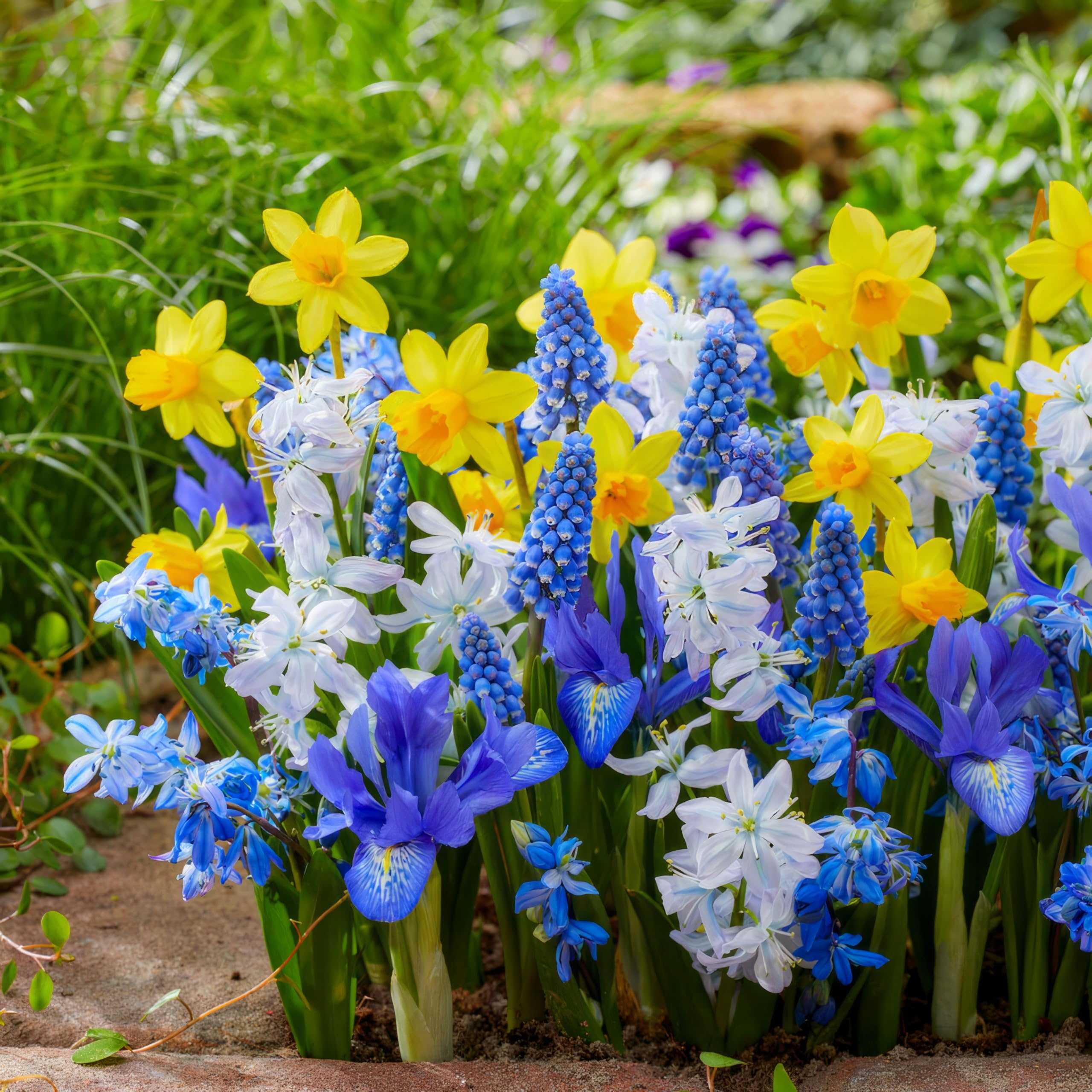 Bulbos Que Florecen A Principios De Primavera