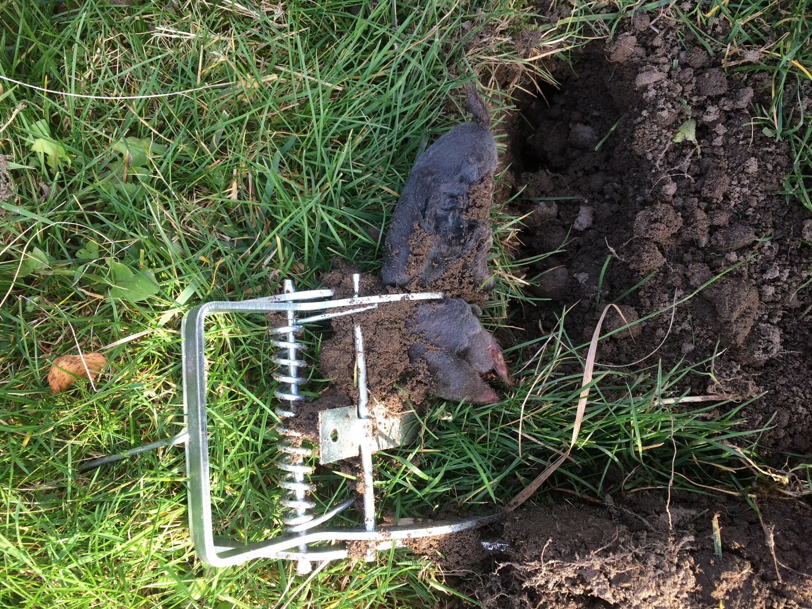 No.1400 Talpex Type Mole Traps ZINC PLATED : Amazon.co.uk: Garden