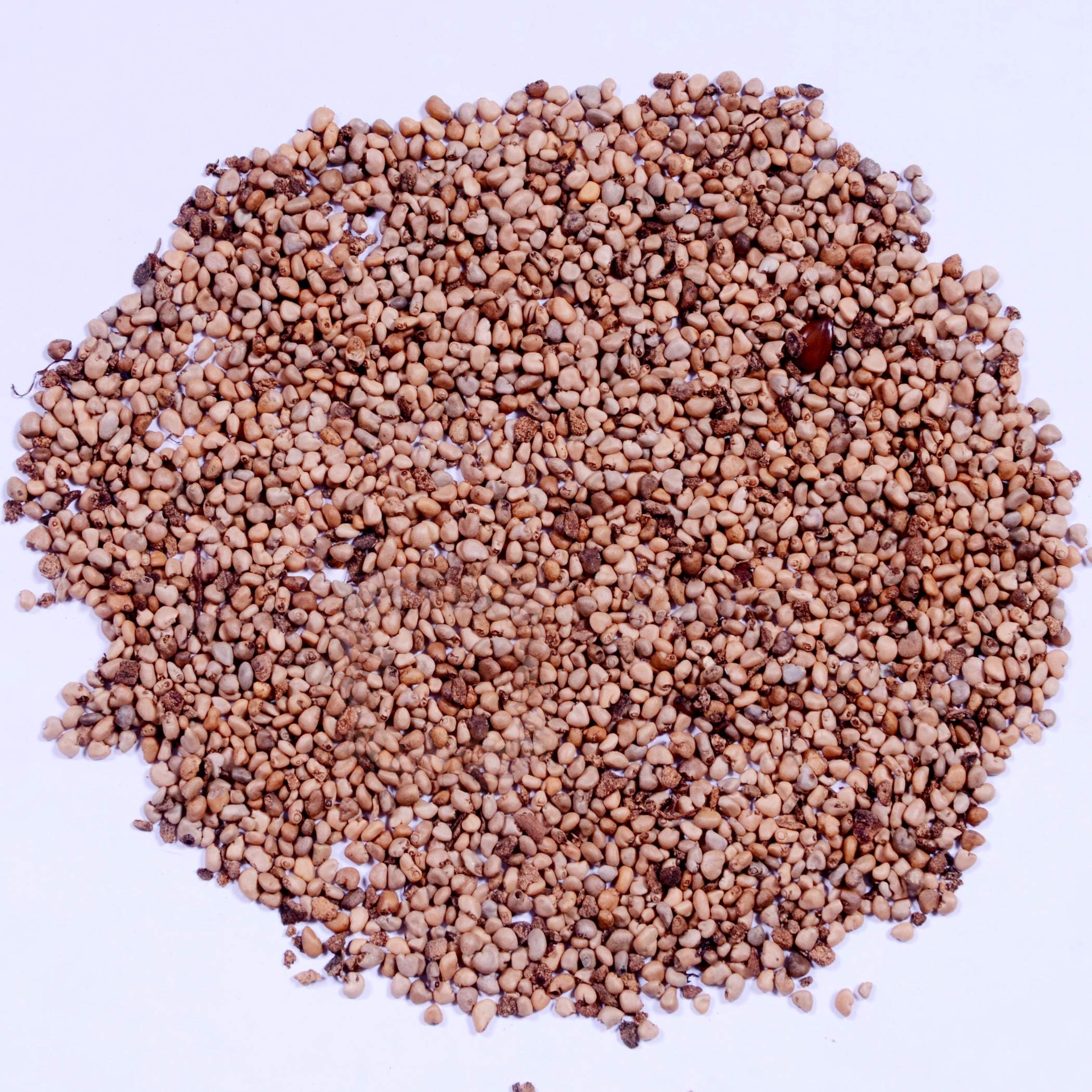 RK Seeds - Tulsi plant seeds - Ram tulsi seeds- krishna Tulsi seeds ...