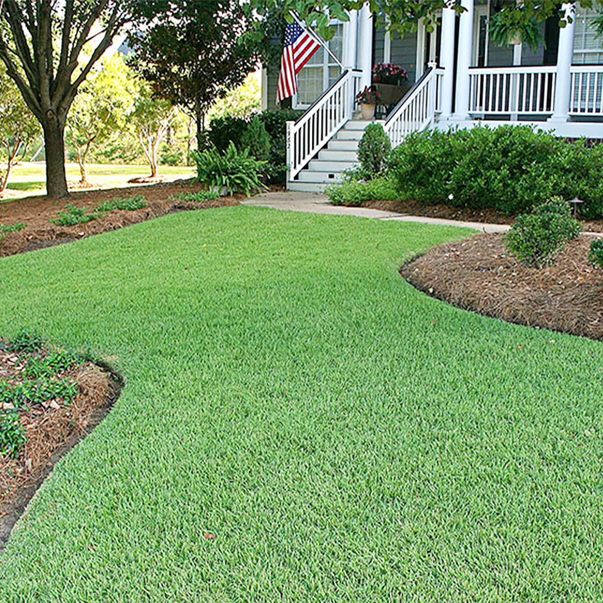 Carpet Grass Lawn