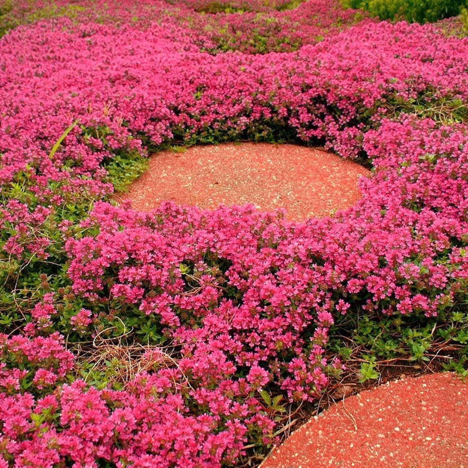 Amazon.com : Dichmag 20000+ Creeping Thyme Seeds for Planting Non-GMO ...