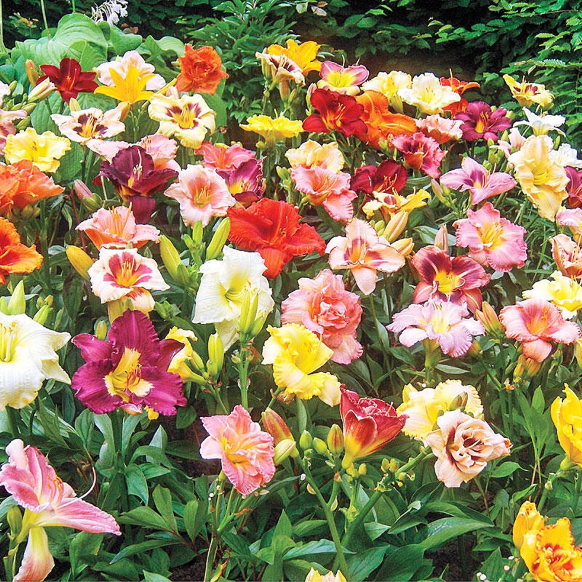 Amazon.com : CHUXAY GARDEN Mix Daylily Flower Seeds for Planting ...