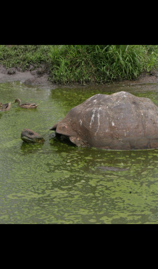 galapagos tortoise Wallpaper -- HD Wallpapers of galapagos tortoise ...