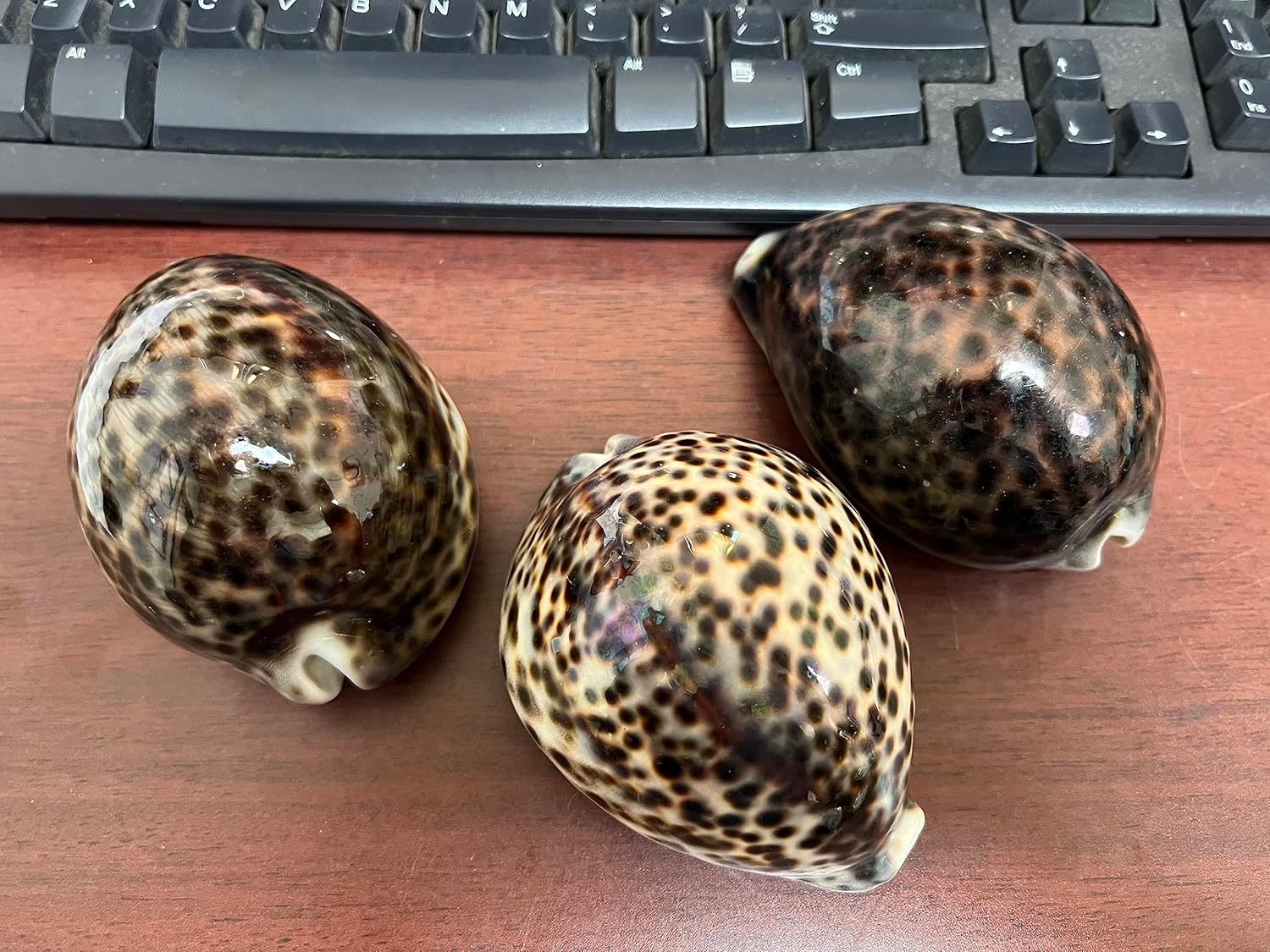 Amazon.com: 3 Pieces X-Large Tiger Cowrie Shell Natural Seashell 3 1/2 ...