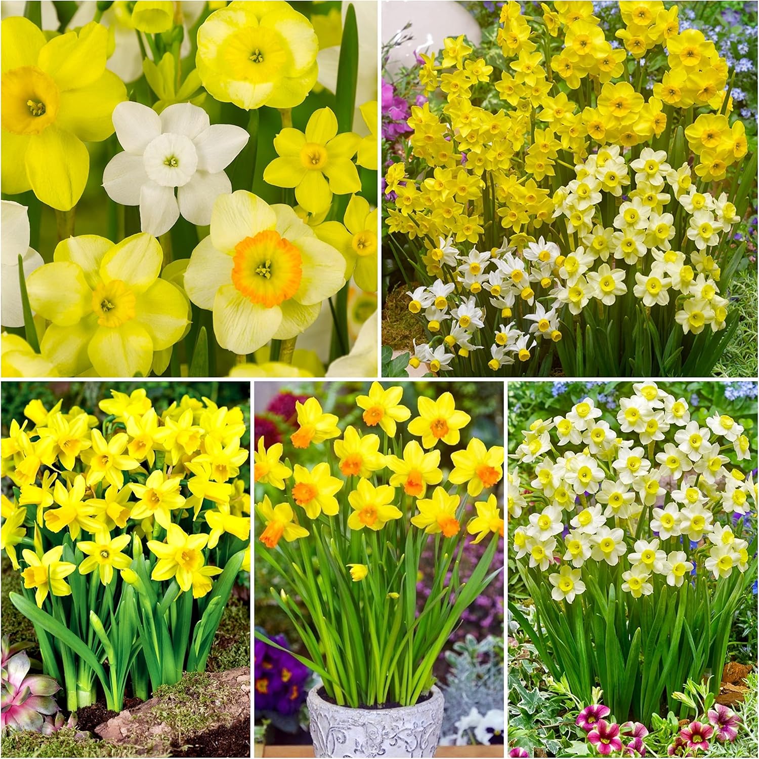 20 x Dwarf Rockery Daffodil Bulbs for Planting Now UK - Miniature ...