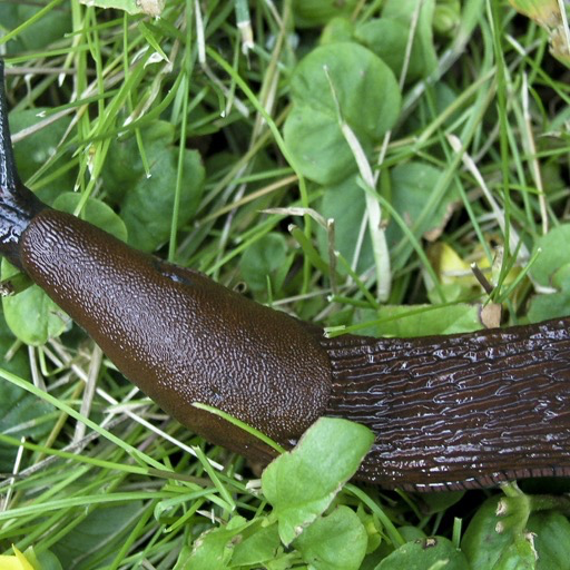 cute slug Wallpaper -- HD Wallpapers of cute slugs! - App on Amazon ...