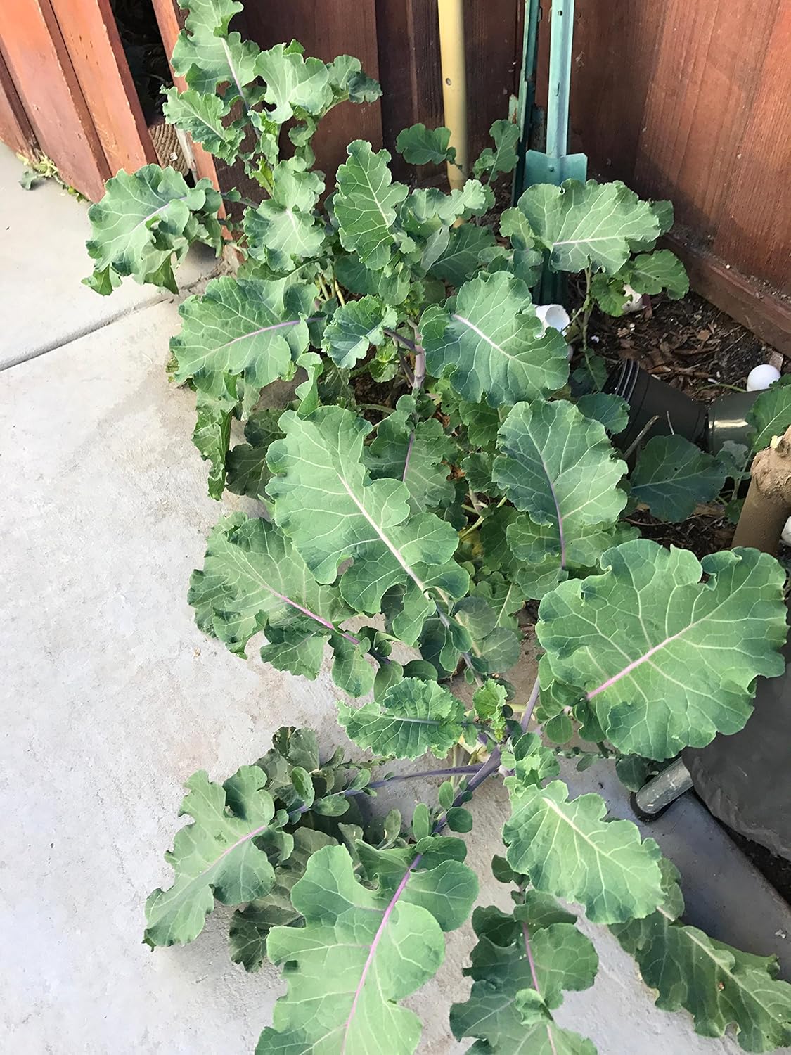 Amazon.com : Three Purple Tree Collard Cuttings : Patio, Lawn & Garden