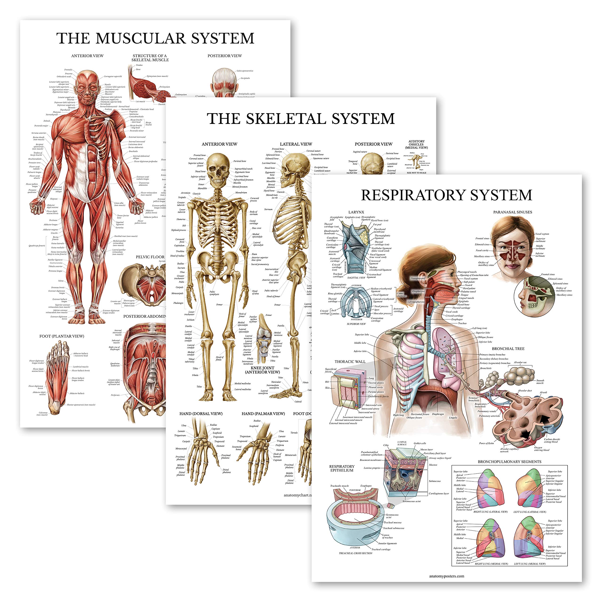 Palace Learning 3 Pack Muscle Skeleton Respiratory System Anatomy ...