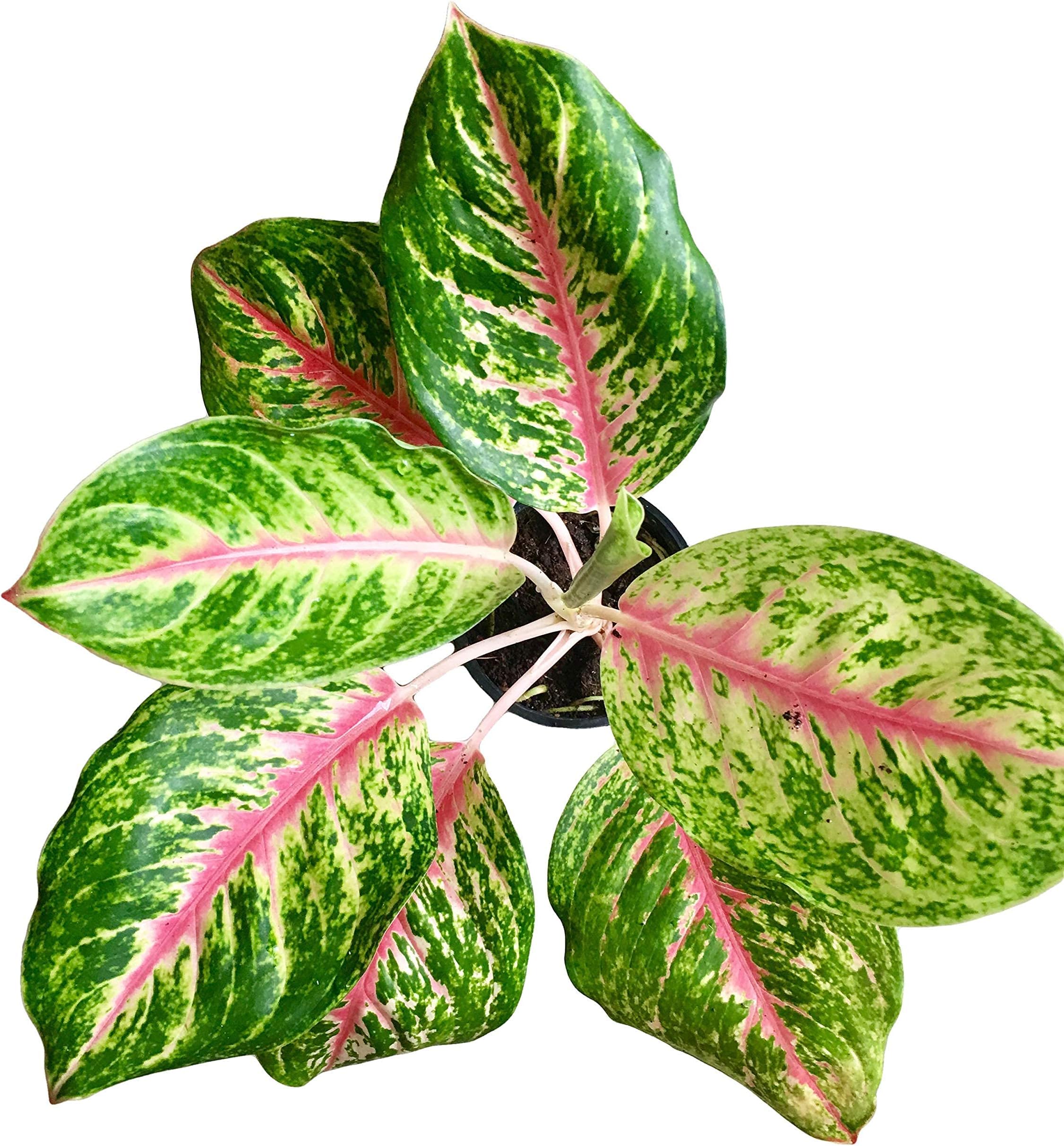 The Four Seasons Aglaonema Cleopatra Variegated Rare Natural Live Plant ...