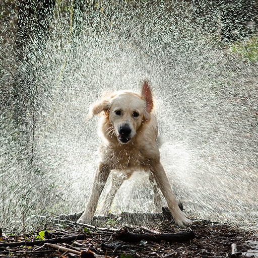 Wet Dogs Wallpaper Wet Dog — Sophie Gamand