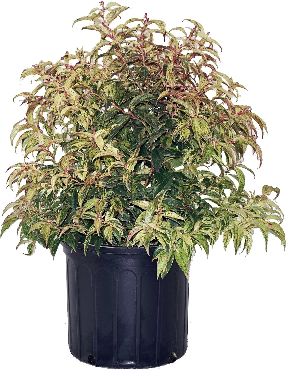 Amazon.com: Leucothoe fontanesiana 'Rainbow' (Rainbow Leucothoe ...