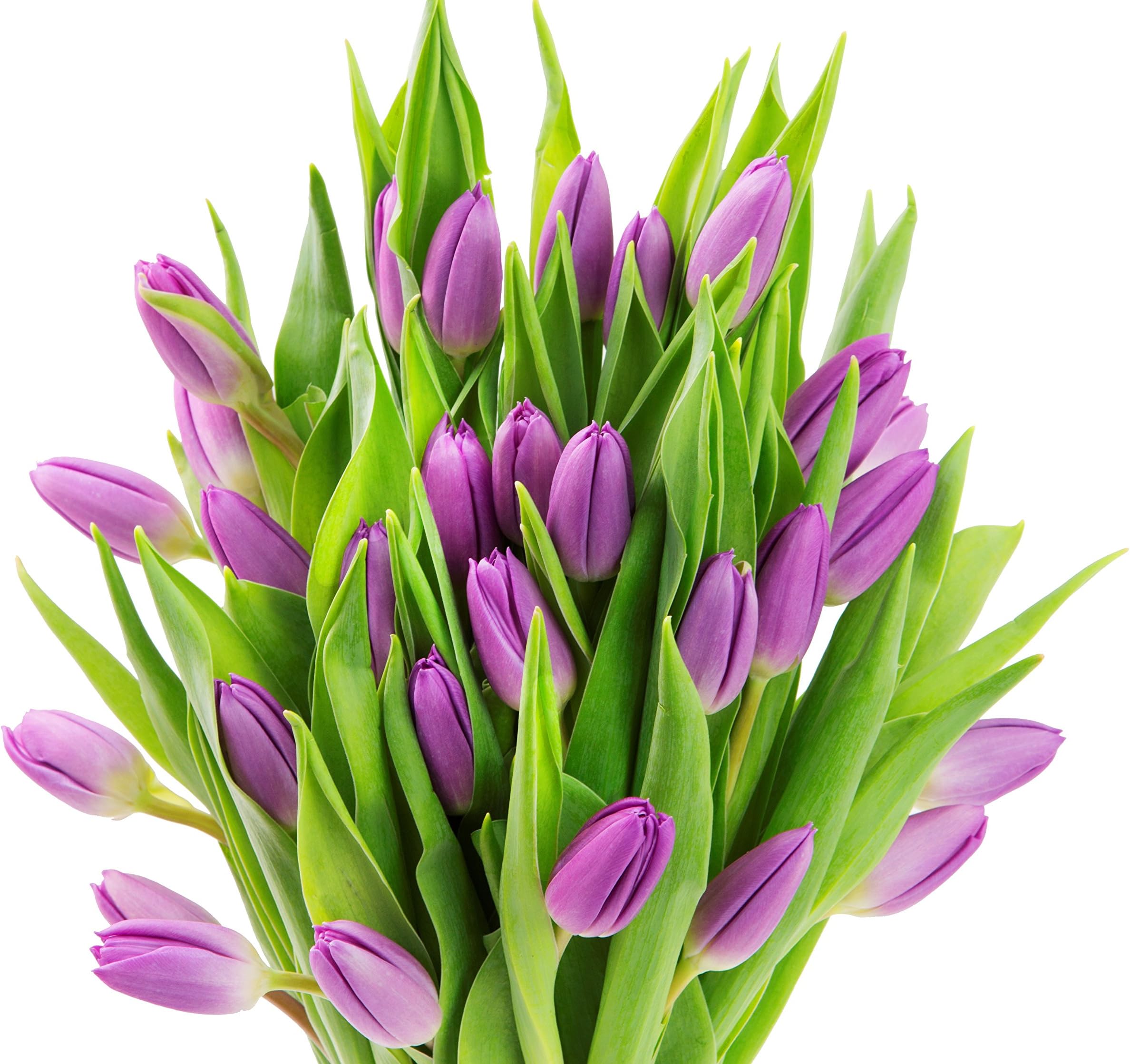 Amazon.com : KaBloom PRIME NEXT DAY DELIVERY - WEDDING COLLECTION - 30 ...