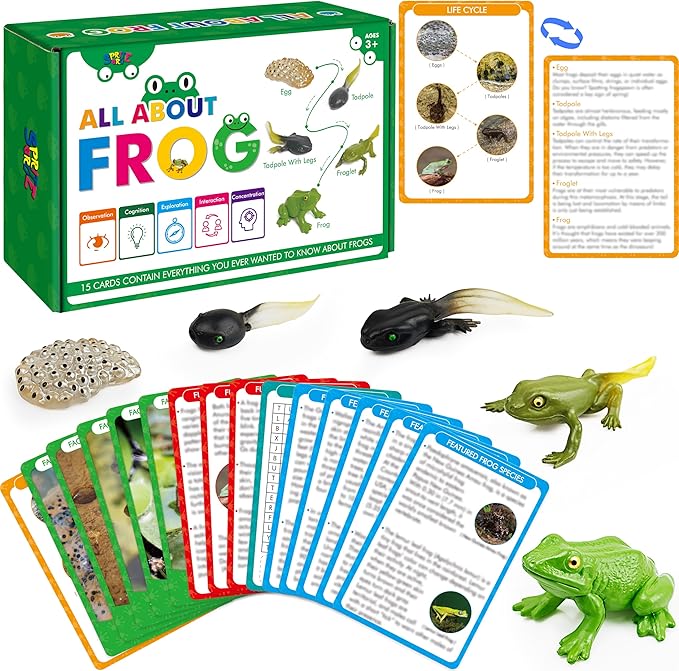 Amazon.com: 15 Frog Life Circle Flashcards with 5 Plastic Figurines, Frogs Introduction Cards ...