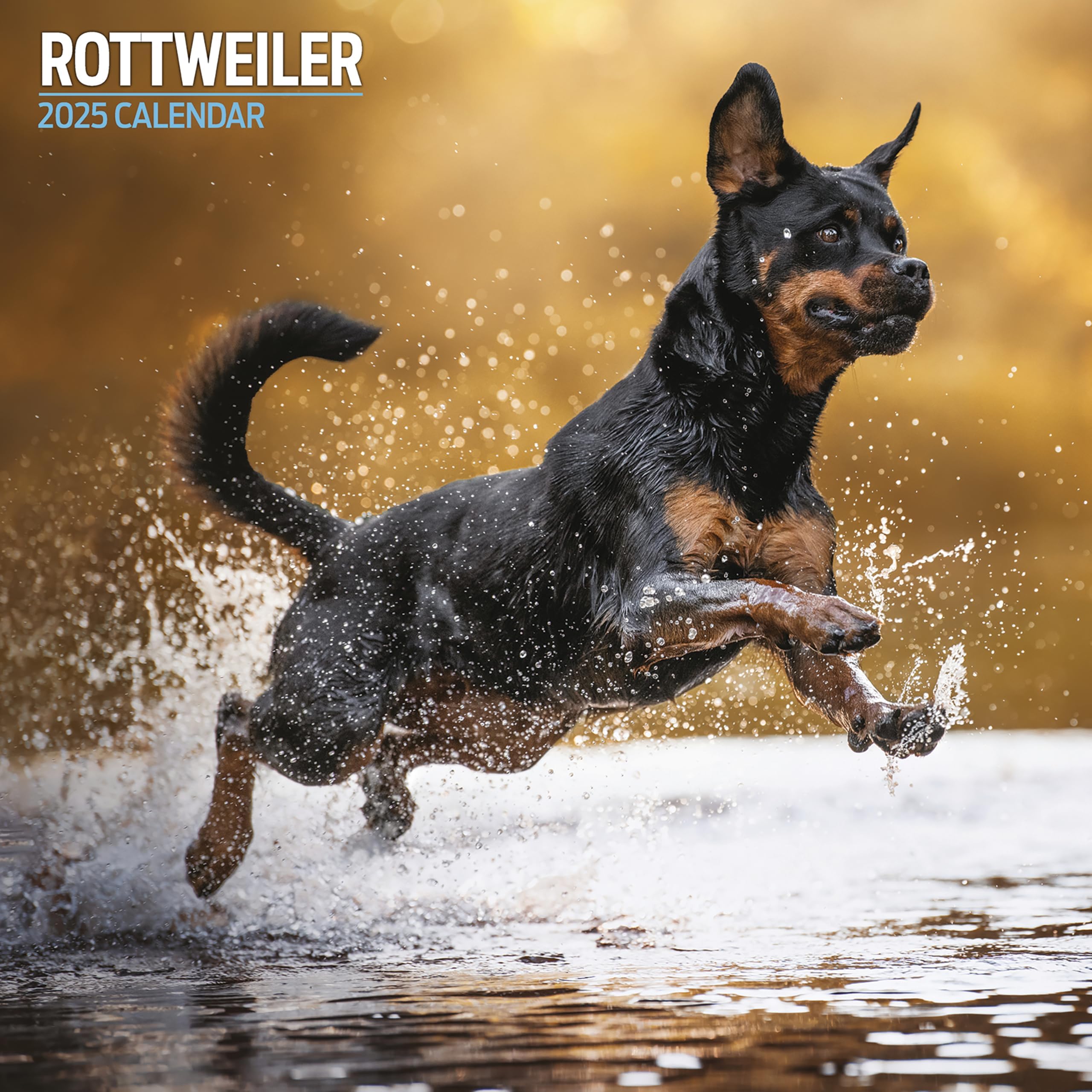 Rottweiler 2025 Modern Calendar : Amazon.co.uk: Stationery & Office ...