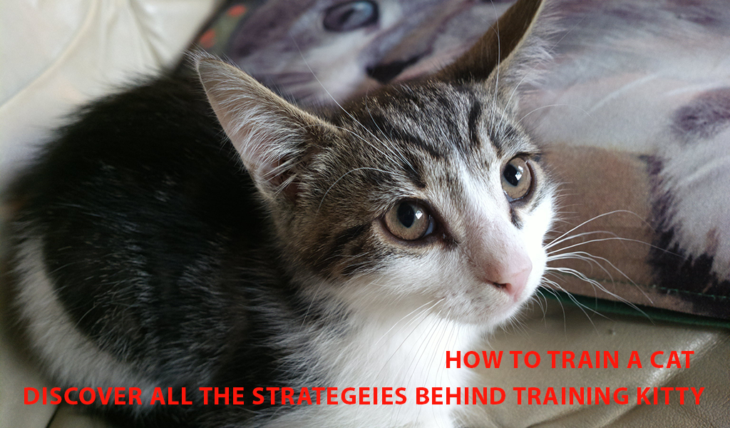 How To Train A Cat : Learn All The Strategies Behind Training Kitty ...