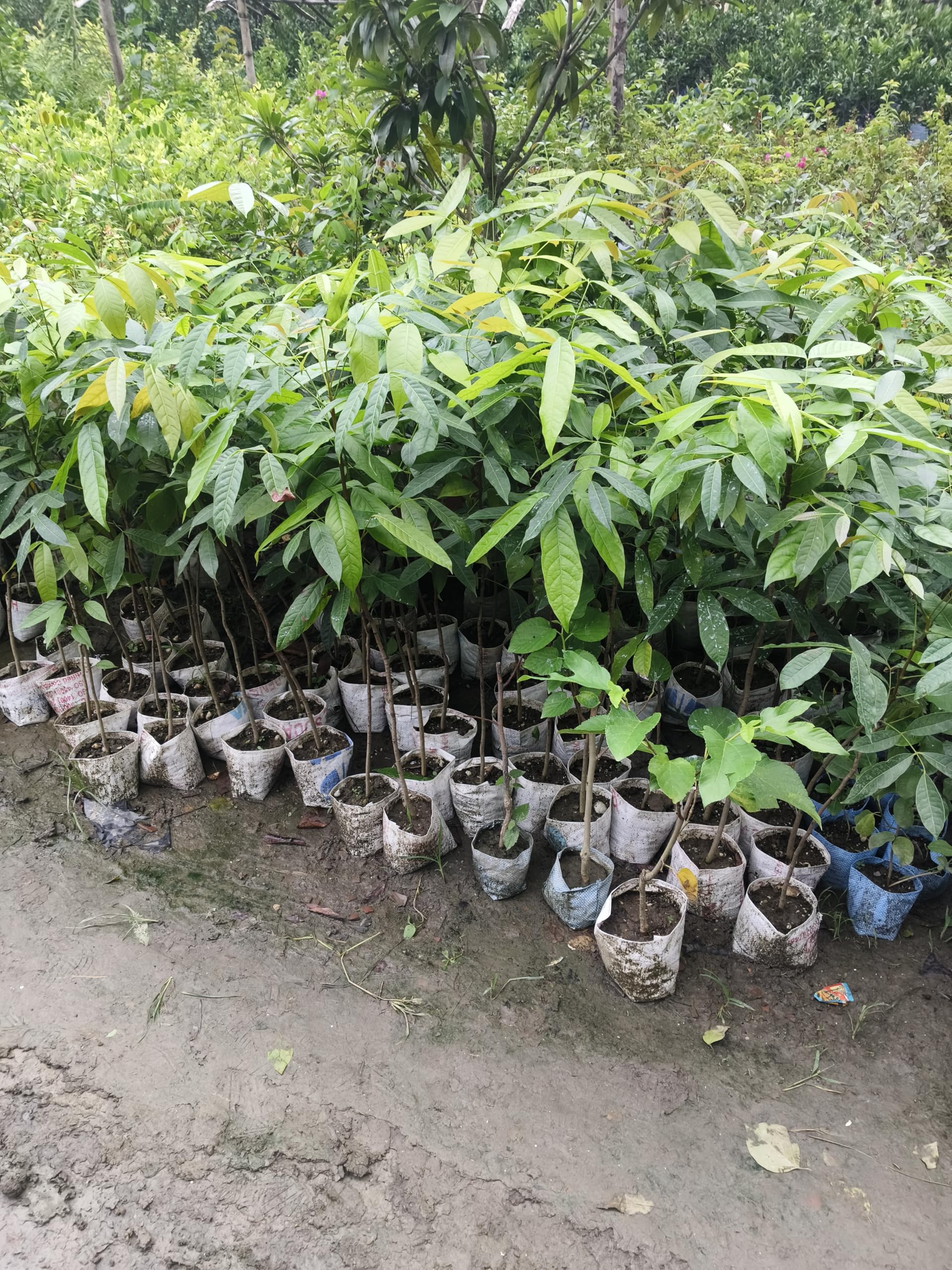 Mahogany Tree Plantations Linaa African Mahogany Live Plant 1 (Big