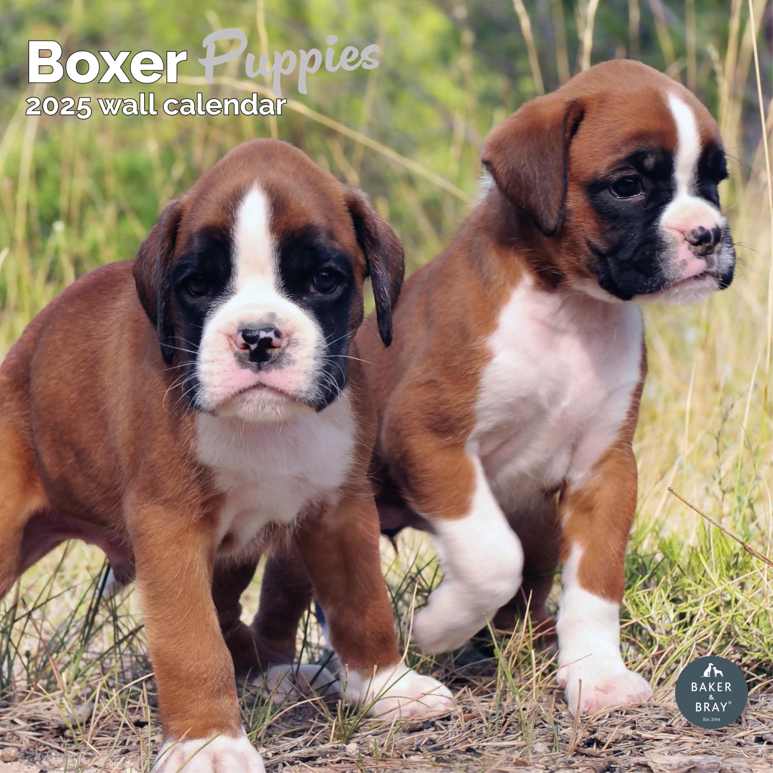 Baker and Bray Boxer Dog Puppies Calendar 2025, Large Square Wall ...