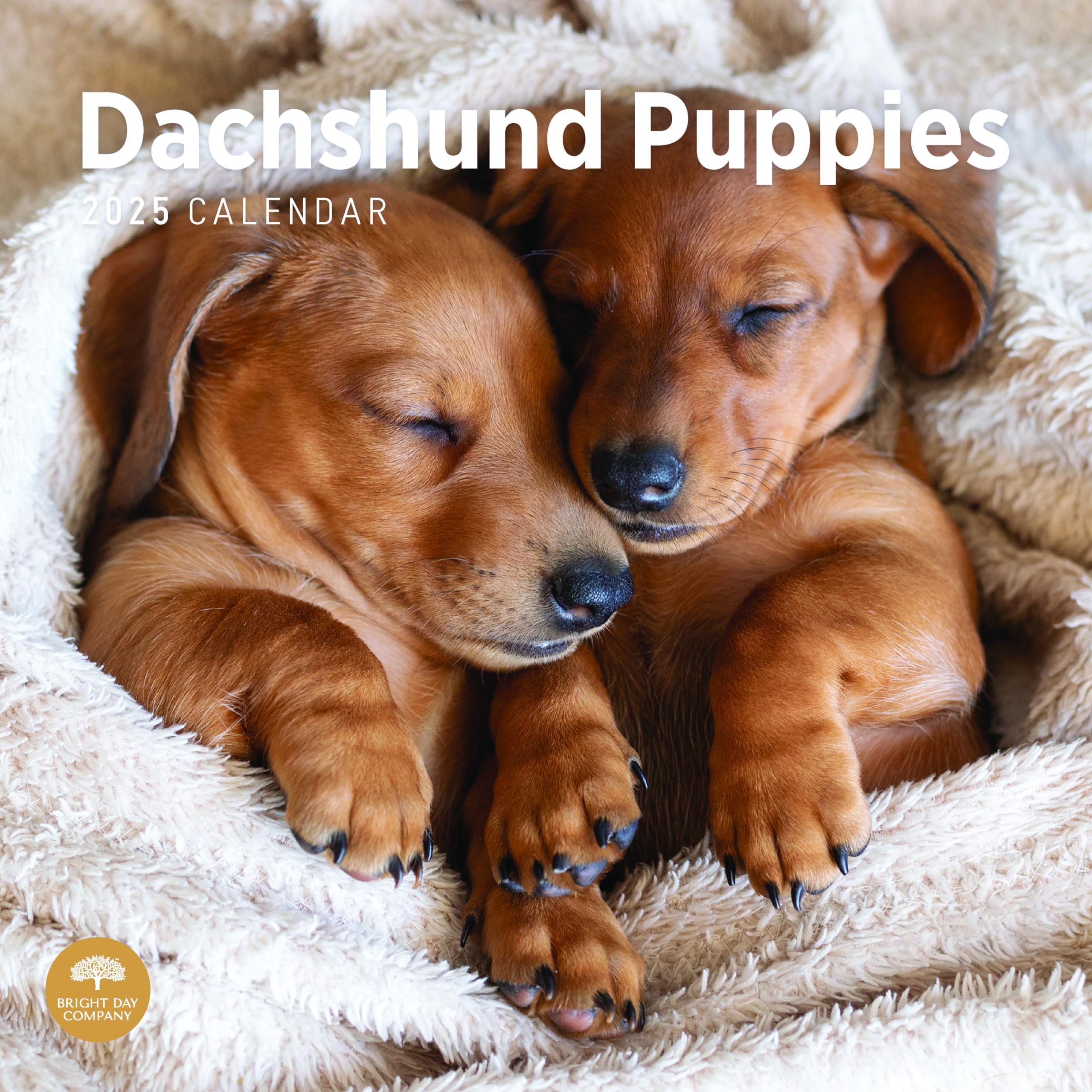 2025 Dachshund Puppies Monthly Wall Calendar by Bright Day, 12 x 12 ...