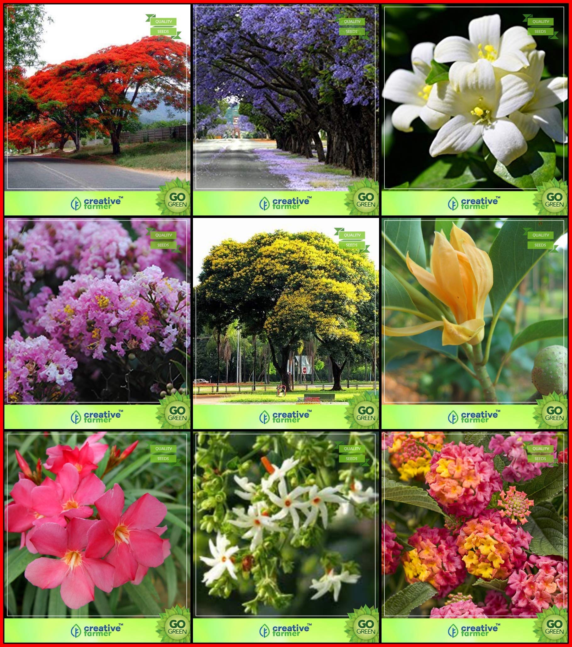 Buy OhhSome Suitable Combo Tree : Jacaranda, Delonix Regia, Kamini ...